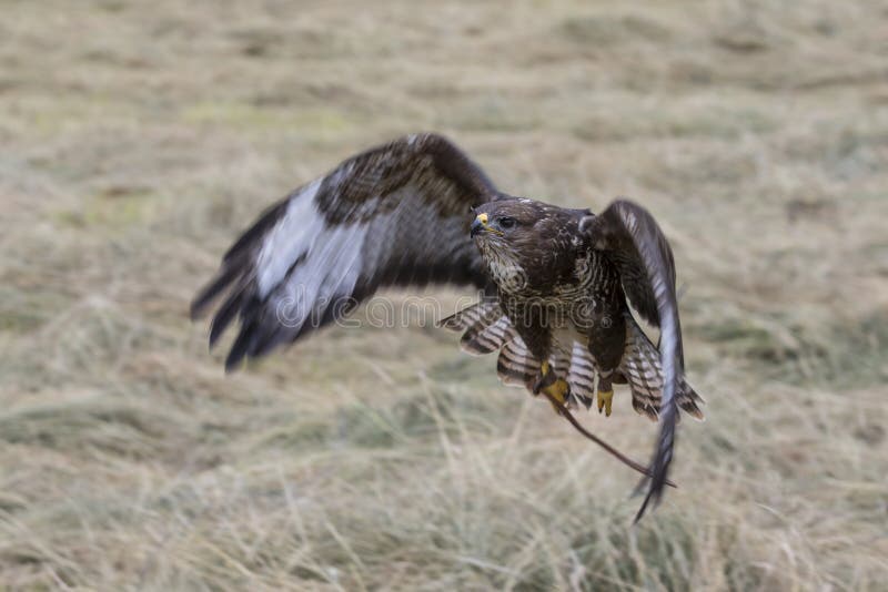 Buzzard in flight stock photo. Image of prey, flight - 128814302