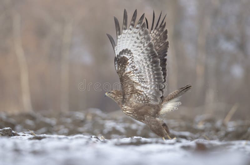 Buzzard in flight stock image. Image of birds, talon - 242738565