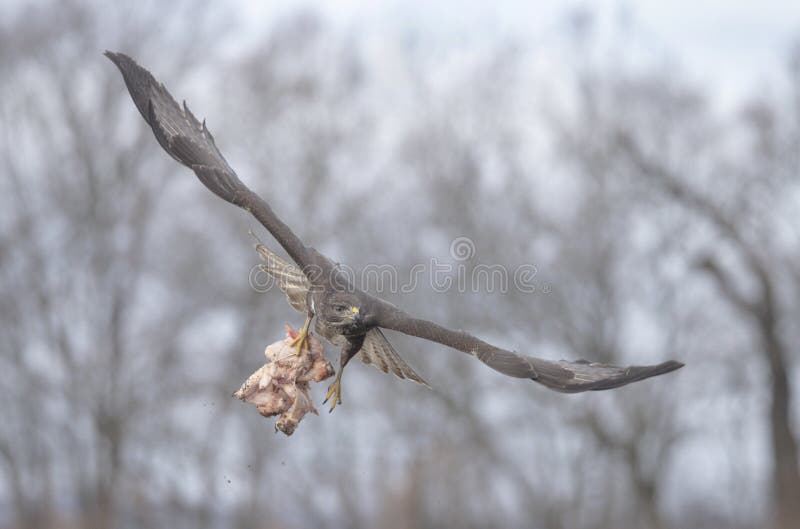 Buzzard in flight stock image. Image of buzzards, dangerous - 242739529