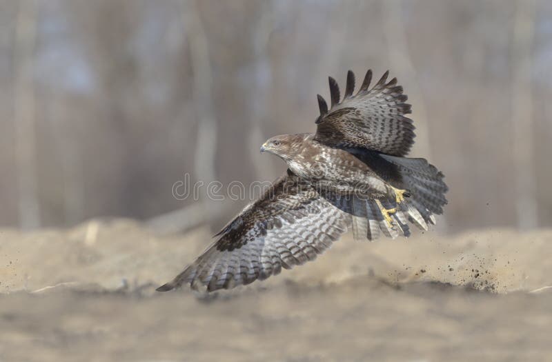 Buzzard in flight stock photo. Image of flight, buzzards - 242739704