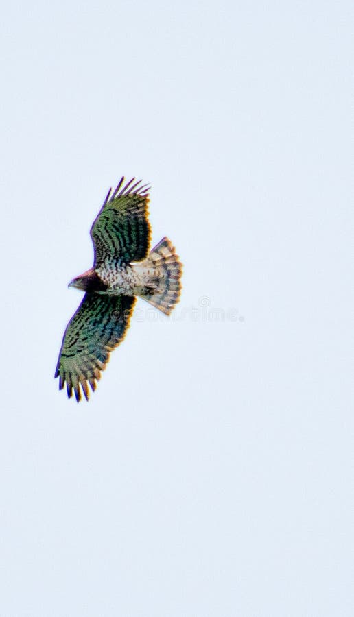 Buzzard in flight stock photo. Image of prey, flight - 128814302