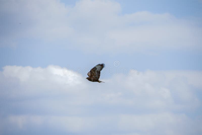Buzzard Flying Around As a Bird of Prey Stock Photo - Image of white ...