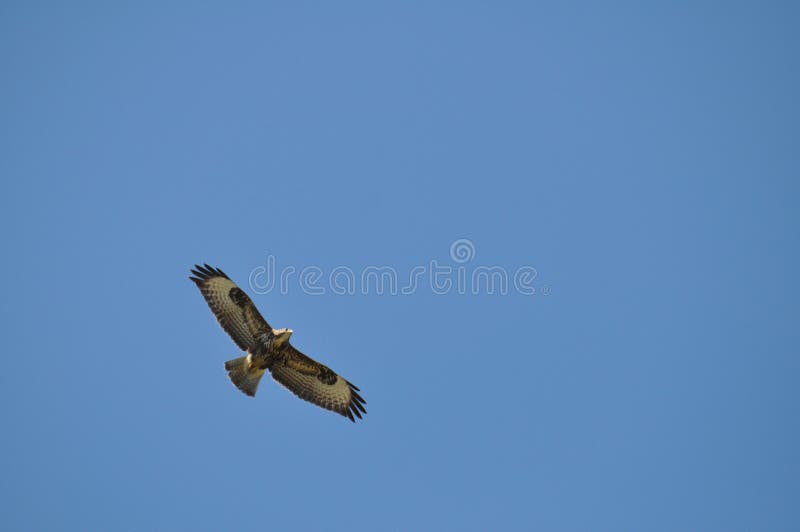 Buzzard flying blue sky stock image. Image of high, flying - 27833927