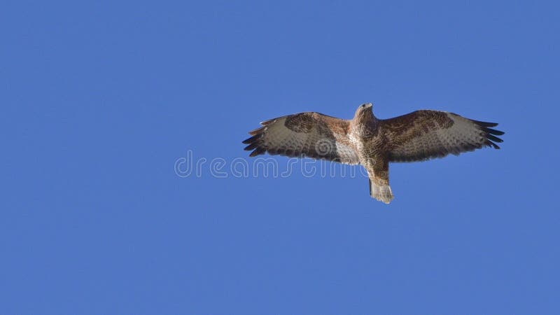 Buzzard Flying in the Blue Sky Stock Photo - Image of light, laid ...