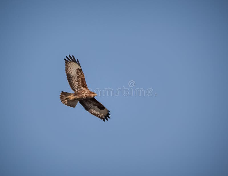 Buzzard Flying in a Clear Sky Stock Photo - Image of claws, flight ...
