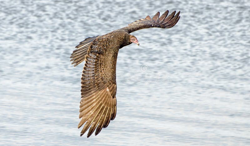 Buzzard stock image. Image of happy, pelicans, city, pelican - 65696119