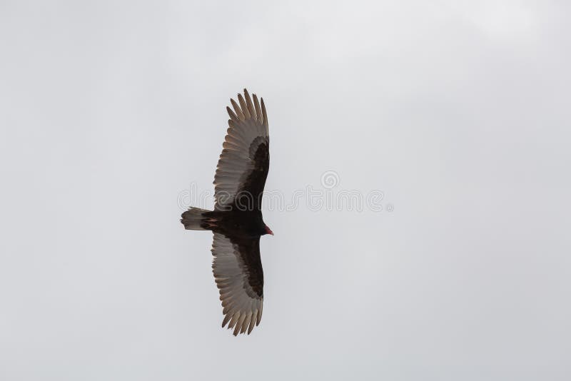 Buzzard Flying Overhead in a Cloudy Sky Stock Photo - Image of aura ...