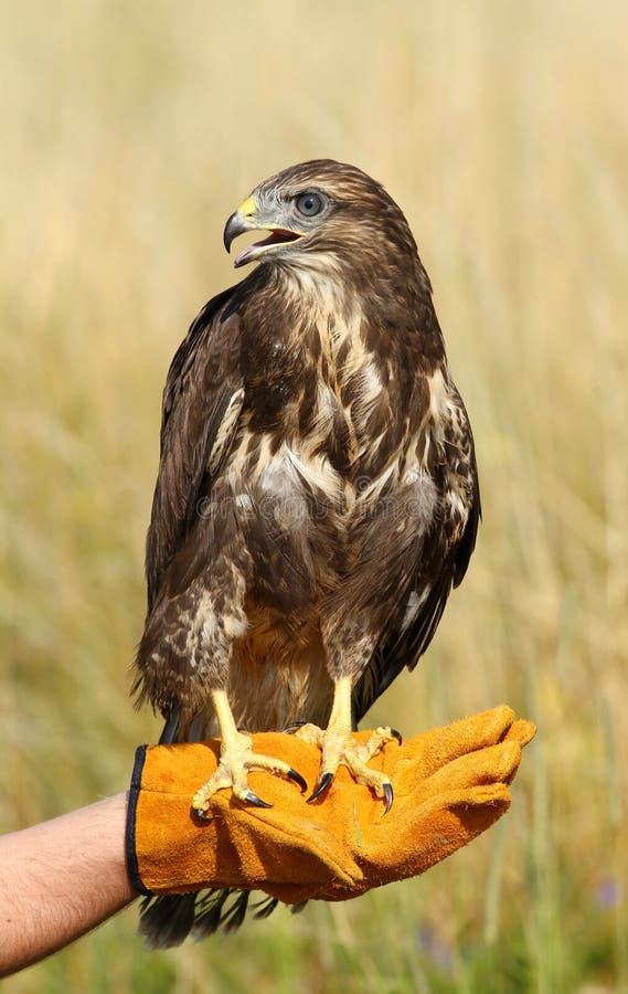 Buzzard on glove stock image. Image of raptor, flanker - 44971581
