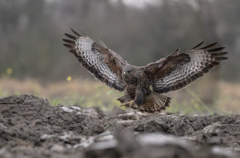 The buzzard has landed stock image. Image of buzzard - 133951479