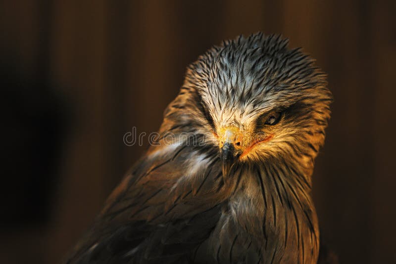 Buzzard head stock photo. Image of beak, european, animal - 41476918