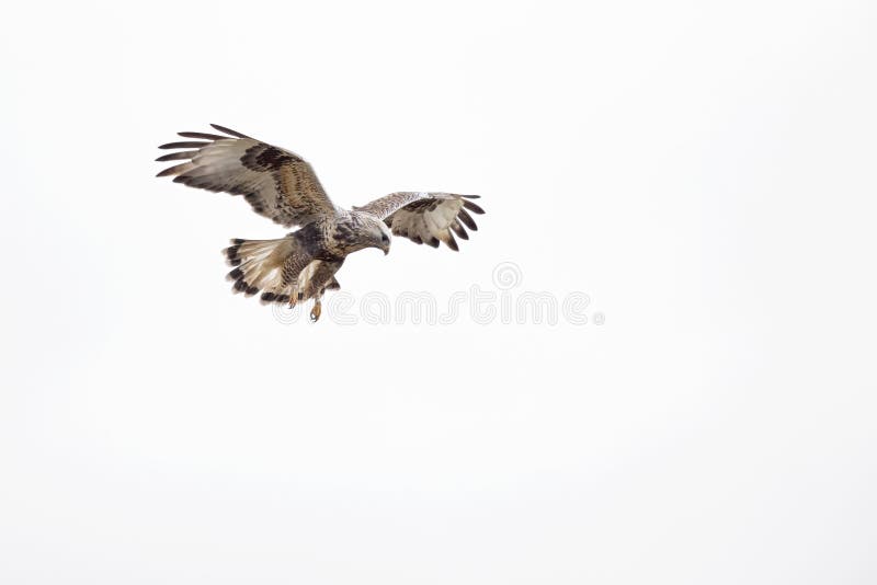 A Rough-legged Buzzard Hovering in Search for Prey Stock Image - Image ...
