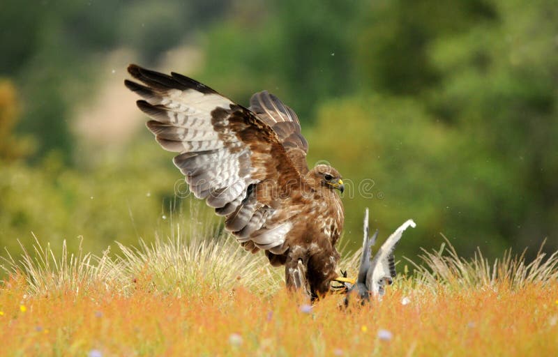 Buzzard Hunting a Dove in the Field Stock Photo - Image of fishing ...