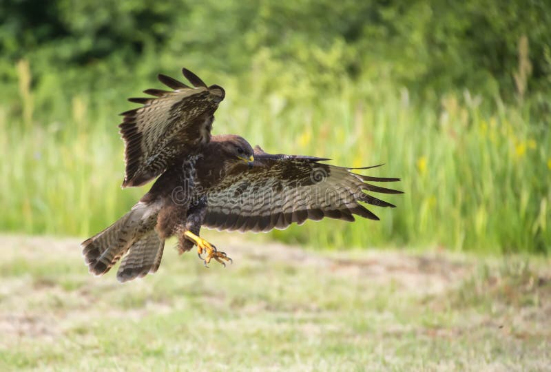 A buzzard is hunting stock image. Image of bird, hungary - 74104097