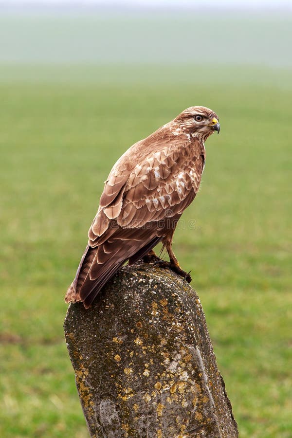 Buzzard is Hunting in the Wild. Stock Image - Image of hawk, eagle ...