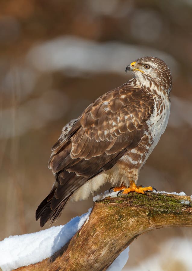 Buzzard Looking Over Shoulder Stock Photos - Free & Royalty-Free Stock ...