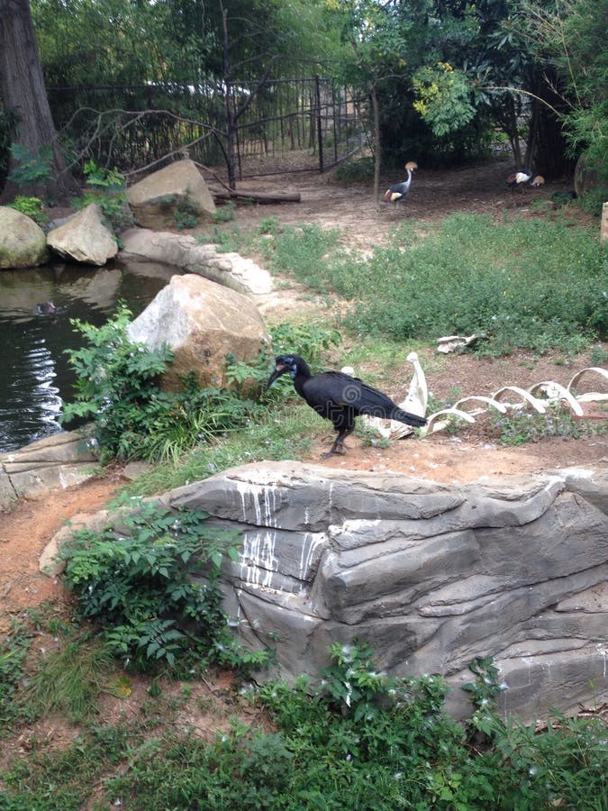 Buzzard editorial photography. Image of elephant, meat - 46811027