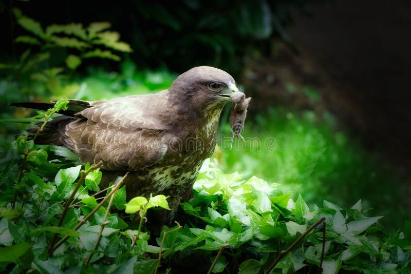 Buzzard with a Mouse in Its Beak Stock Image - Image of buzzard ...