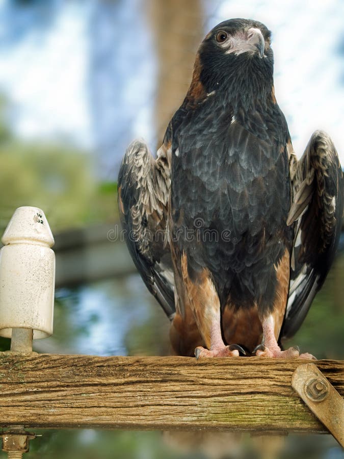 Black-breasted Buzzard stock image. Image of pilbara - 32398327