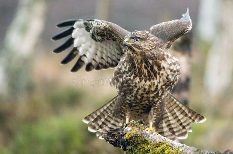 Buzzard Perched on Log Folding Wings. Stock Image - Image of prey, bird ...