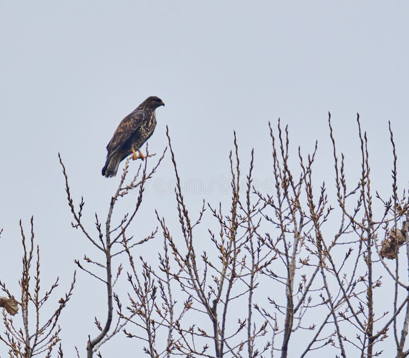Buzzard perched in a tree stock image. Image of predator - 235247873