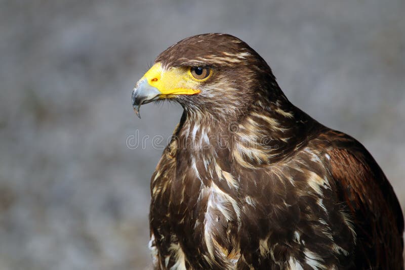 Buzzard stock image. Image of hunting, buzzard, symbol - 57349699