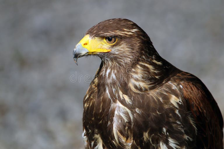 Buzzard stock image. Image of hunting, buzzard, symbol - 57349699