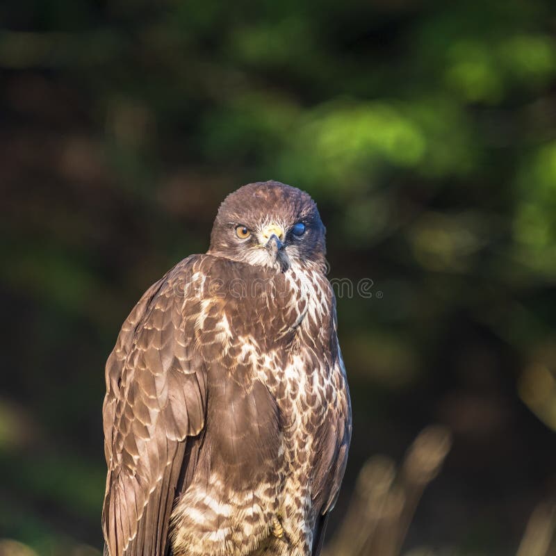 Buzzard Portrait Looking into the Camera Stock Photo - Image of buzzard ...
