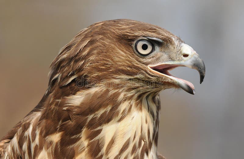 Buzzard stock photo. Image of close, common, hunter, portrait - 40328032