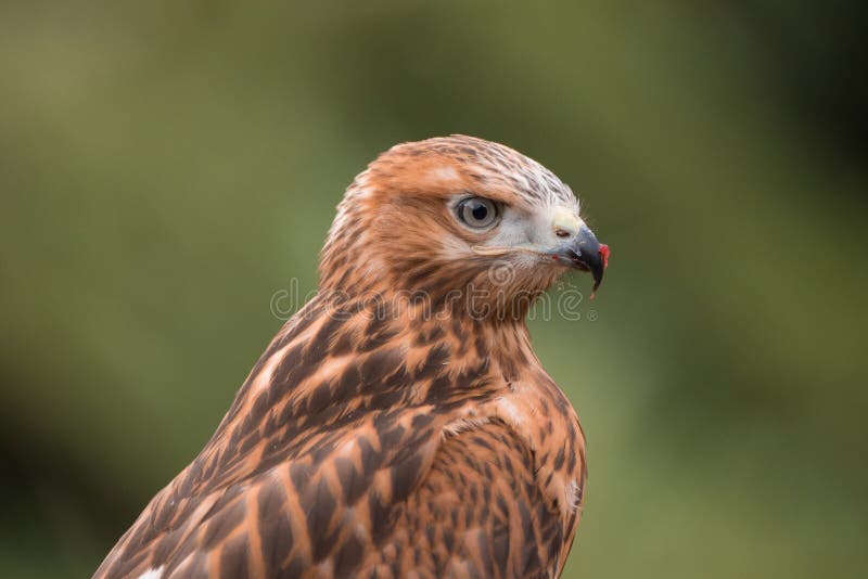 Buzzard portrait stock image. Image of predator, carnivore - 175706125