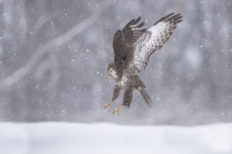 Buzzard feather stock photo. Image of delicate, plumage - 29188784