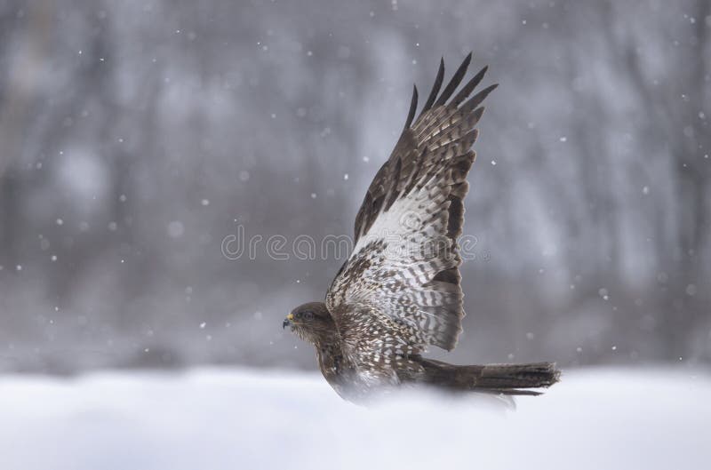 Buzzard is taking off stock image. Image of beak, flight - 210499531