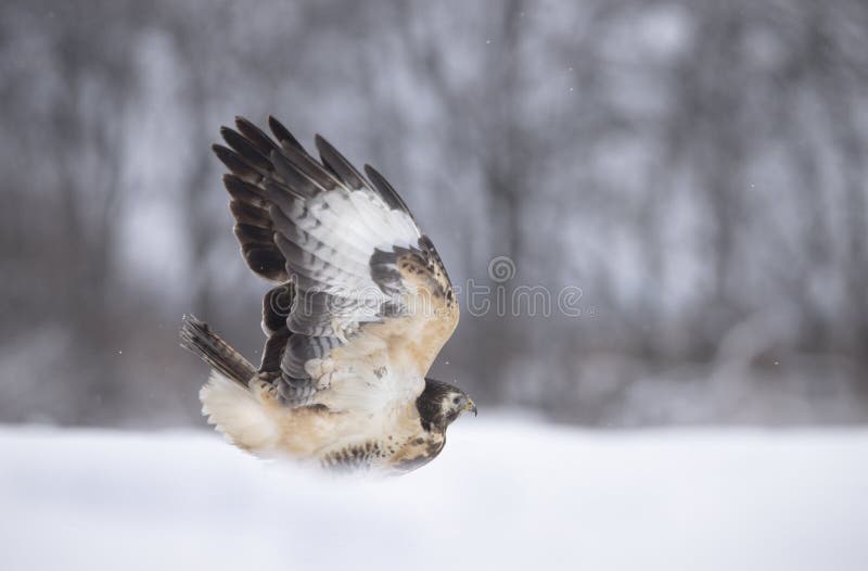 Buzzard is taking off stock image. Image of cool, struggle - 210499523