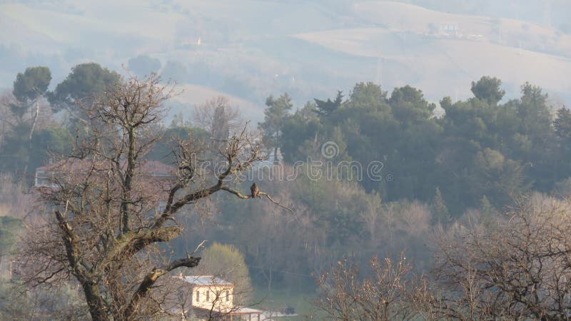 Poiana comune stock image. Image of medium, tree, predatory - 176781119