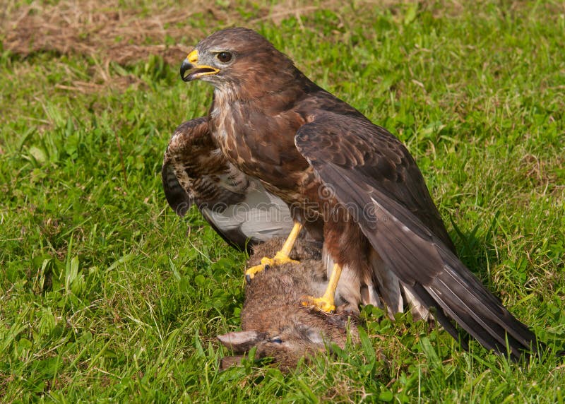 Buzzard with prey stock photo. Image of meat, british - 16153658