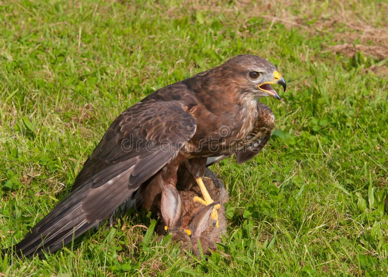 Buzzard eating prey stock image. Image of england, rabbit - 16153579