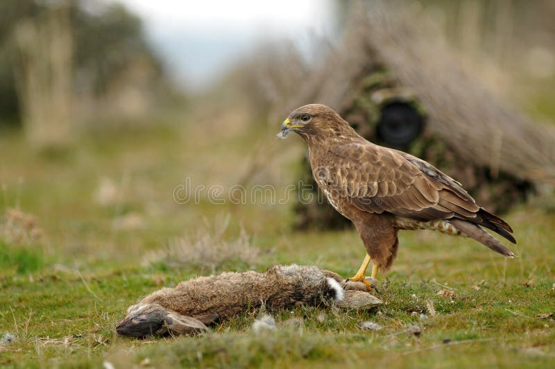 Buzzard with Prey Being Photographed by Remote Control Stock Photo ...