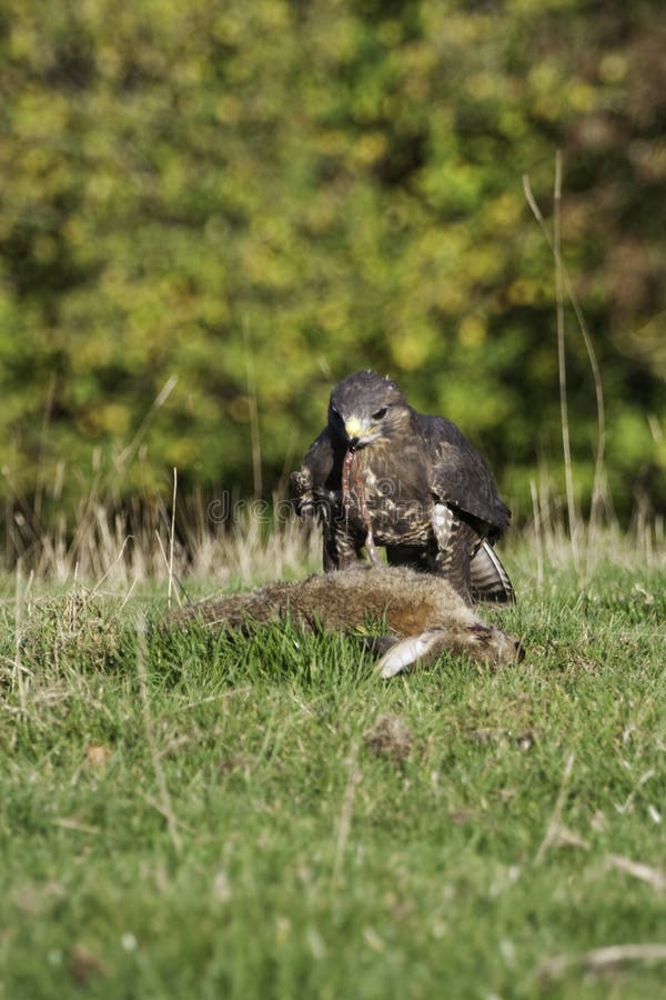 Buzzard and Rabbit stock photo. Image of rabbit, wildlife - 95259510