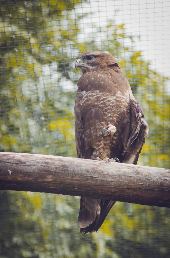 Buzzard on a Rock. a Female Buzzard Looks Back from Her Perch on a Rock ...