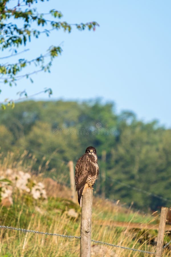 Buzzard in a Rural Landscape Looking at the Camera Stock Photo - Image ...