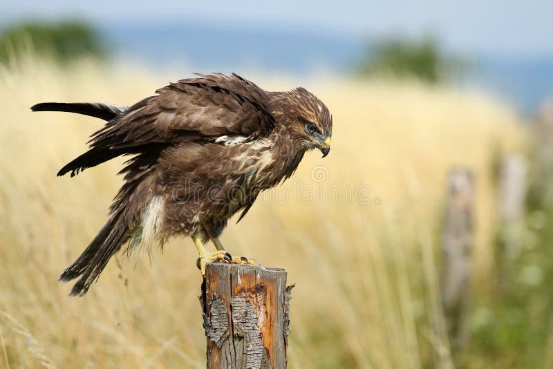 Brown buzzard stock image. Image of hawking, catcher - 44971625