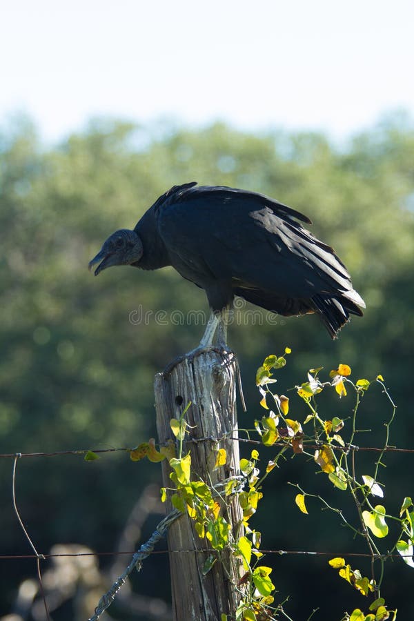 Buzzard stock image. Image of feeding, buzzard, fence - 41595597