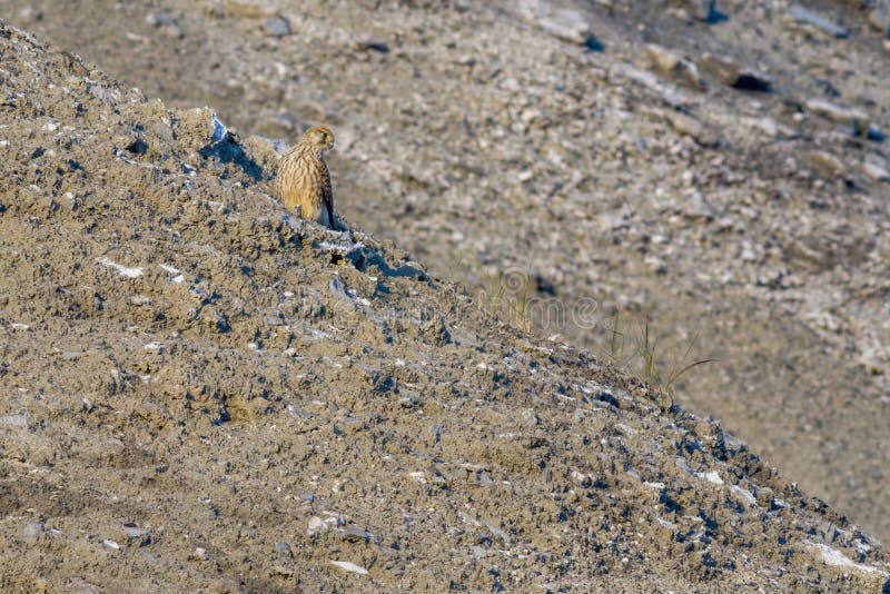 A Buzzard Sits on a Mountain and Looks for Prey Stock Photo - Image of ...
