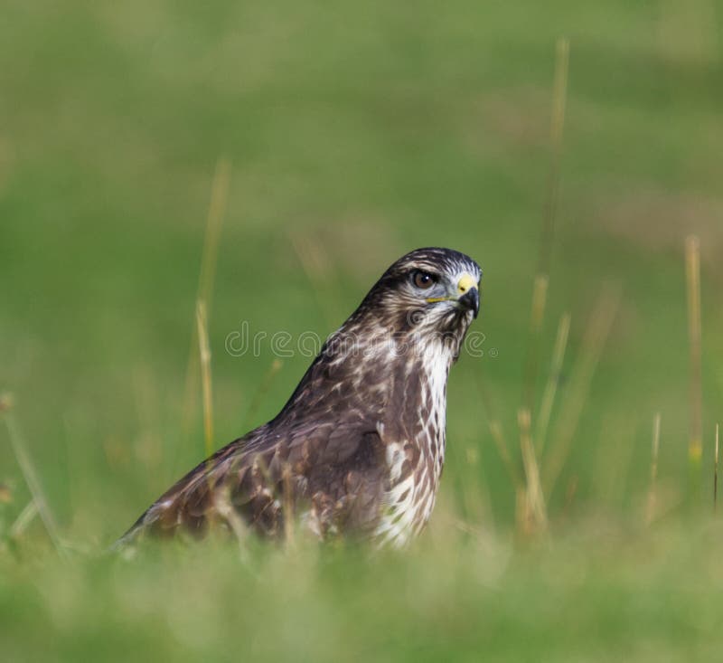 Buzzard Sitting on the Ground Close Up Stock Image - Image of branch ...