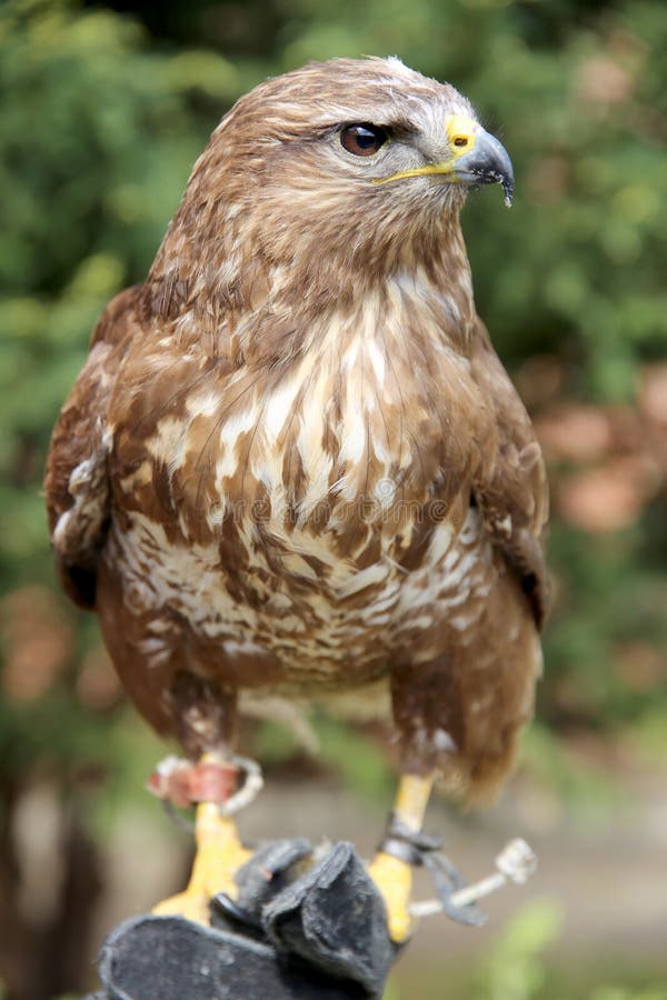 Buzzard Sitting on the Hand of His Unknown Falconer Stock Photo - Image ...