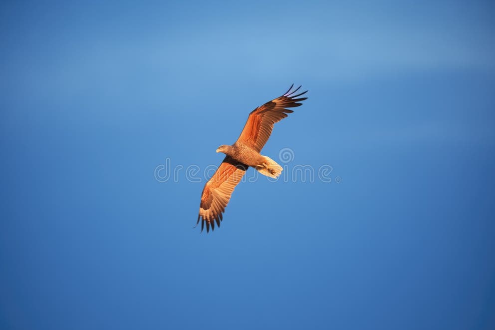 Buzzard Soaring Near the Moon in Twilight Stock Illustration ...
