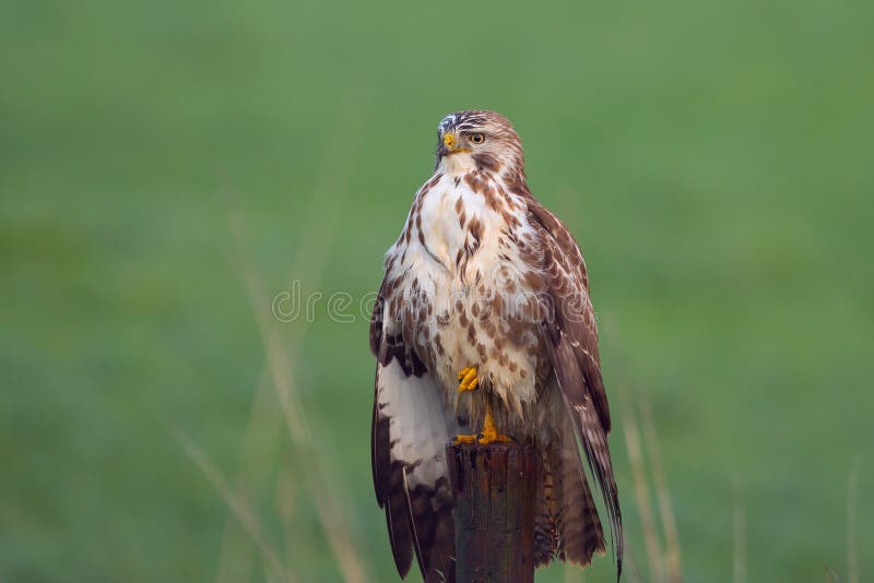Buzzard Standing on a Wooden Pole. Stock Photo - Image of buzzard ...