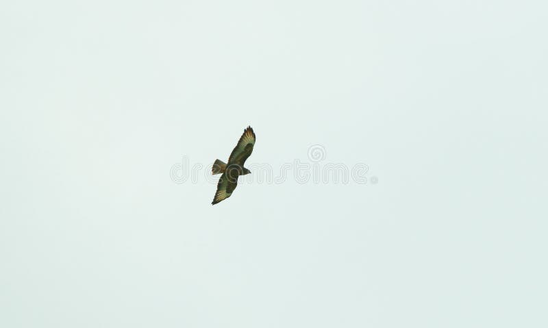 A Buzzard Swooping Over the Fields Stock Photo - Image of climate ...