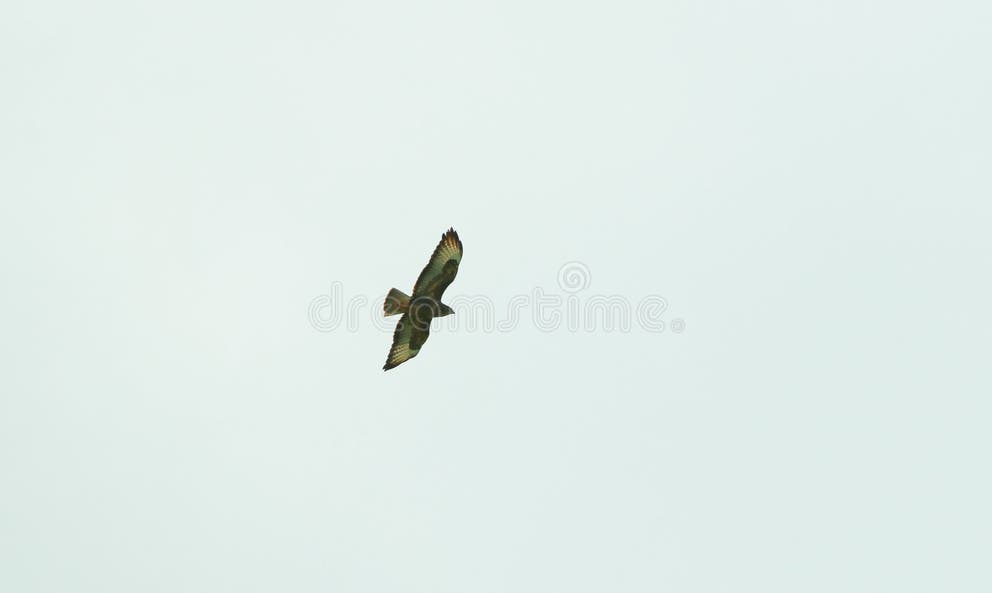 A Buzzard Swooping Over the Fields Stock Photo - Image of climate ...
