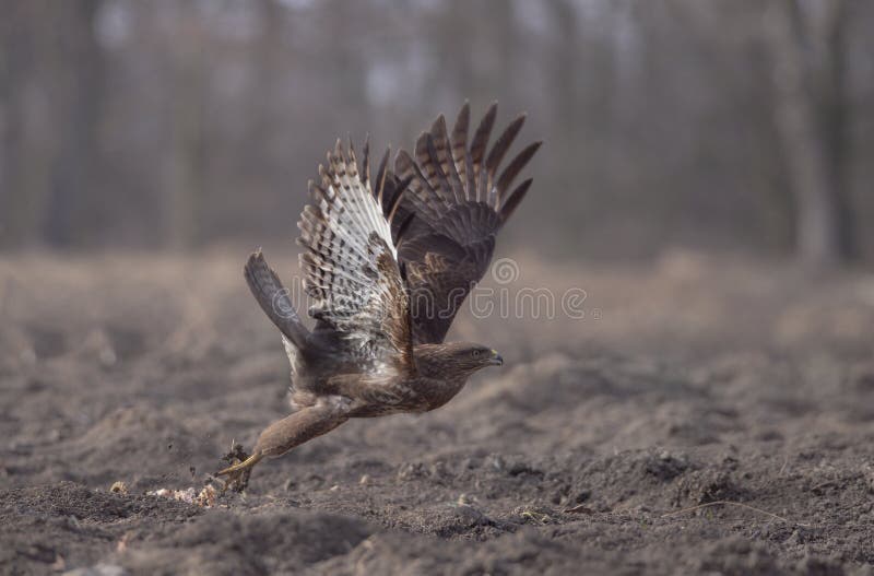 Buzzard takes offf stock photo. Image of feather, animal - 140611780