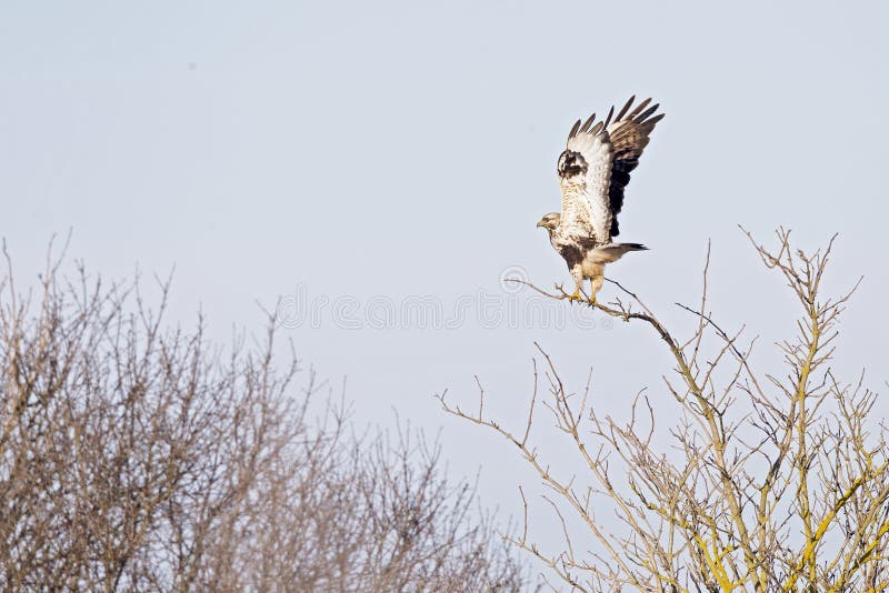 A Rough-legged Buzzard Taking Off from a Perch. Stock Image - Image of ...